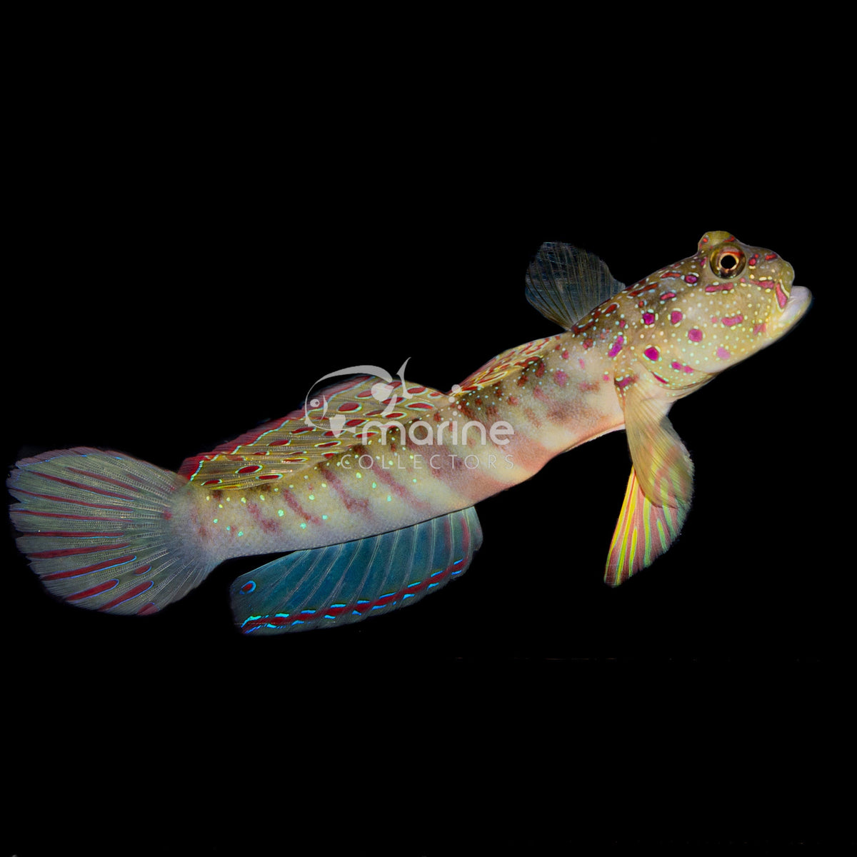 Pink Spotted Watchman Goby - Saltwater Fish – Marine Collectors