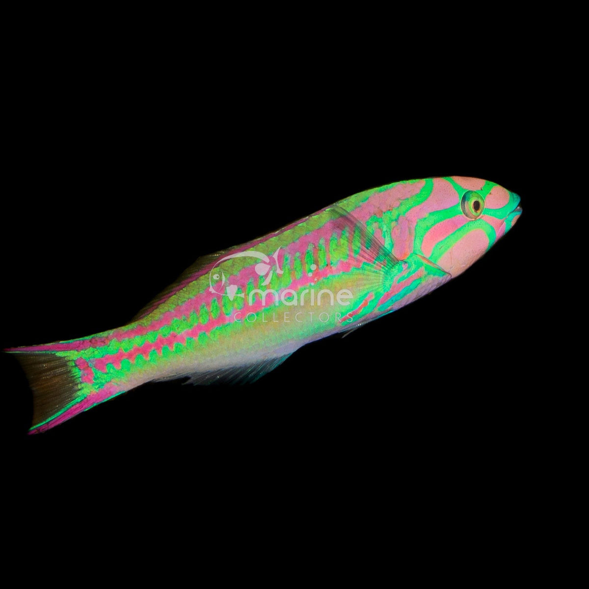 Pinkface Wrasse - Saltwater Fish – Marine Collectors