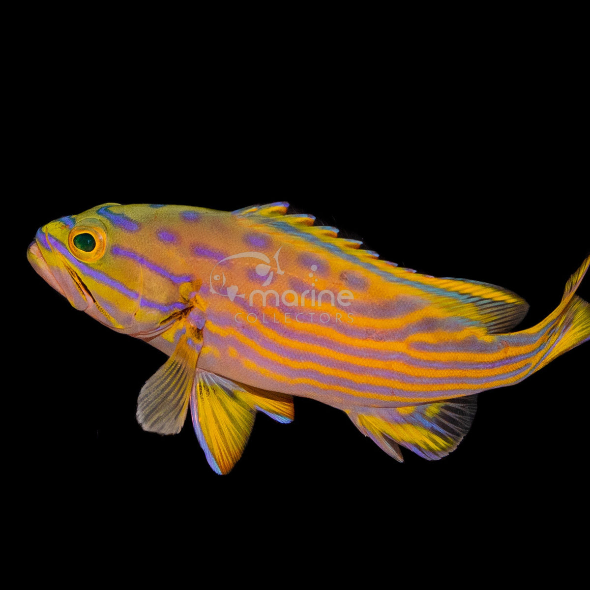 Polleni Grouper - Saltwater Fish Shop | Marine Aquariums – Marine ...