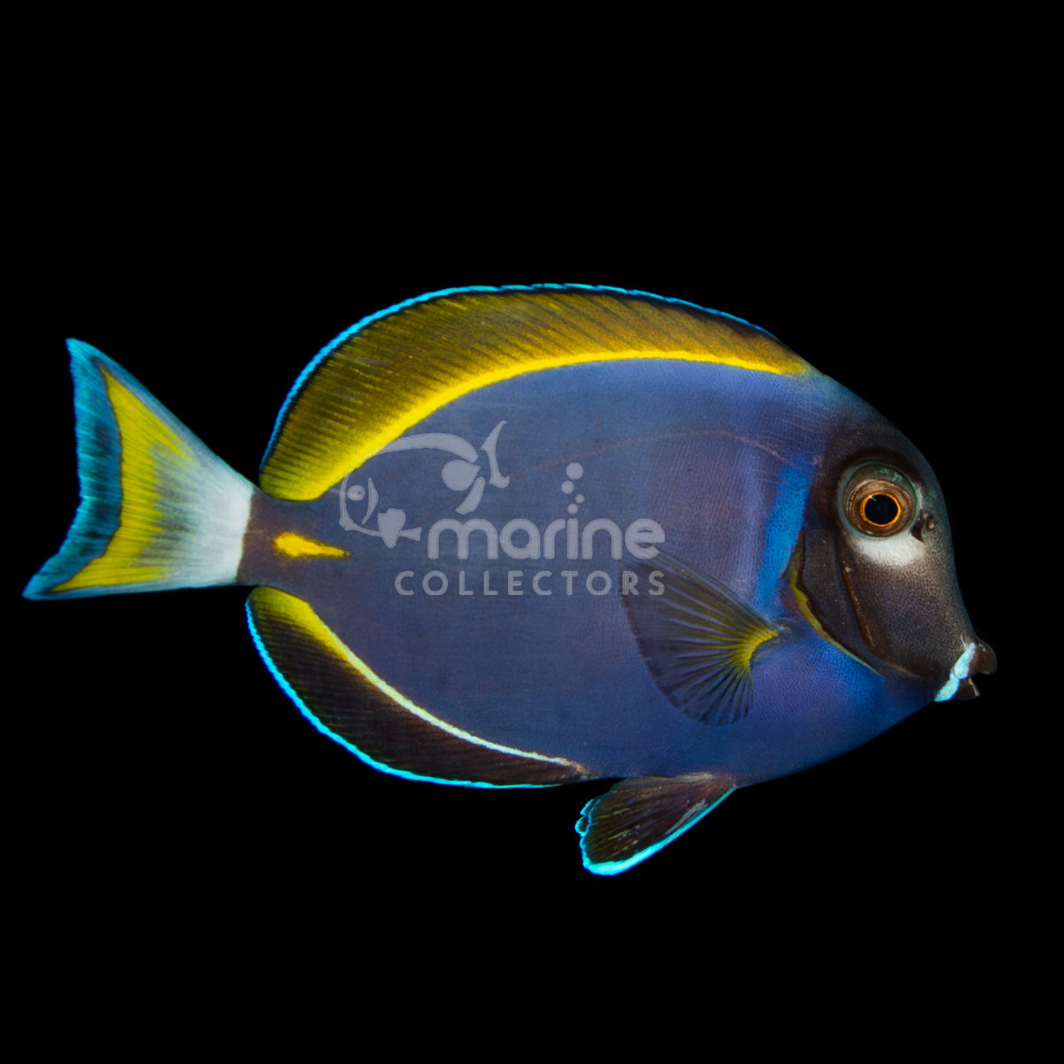 Powder Blue Tang Hybrid - Saltwater Fish – Marine Collectors