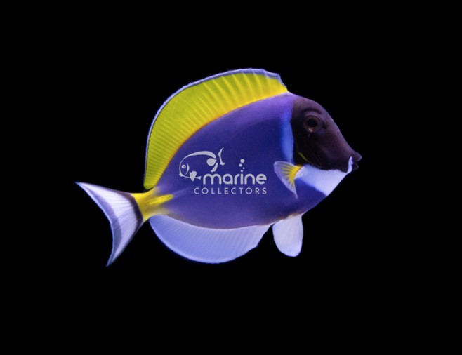 Powder Blue Tang - Saltwater Fish – Marine Collectors