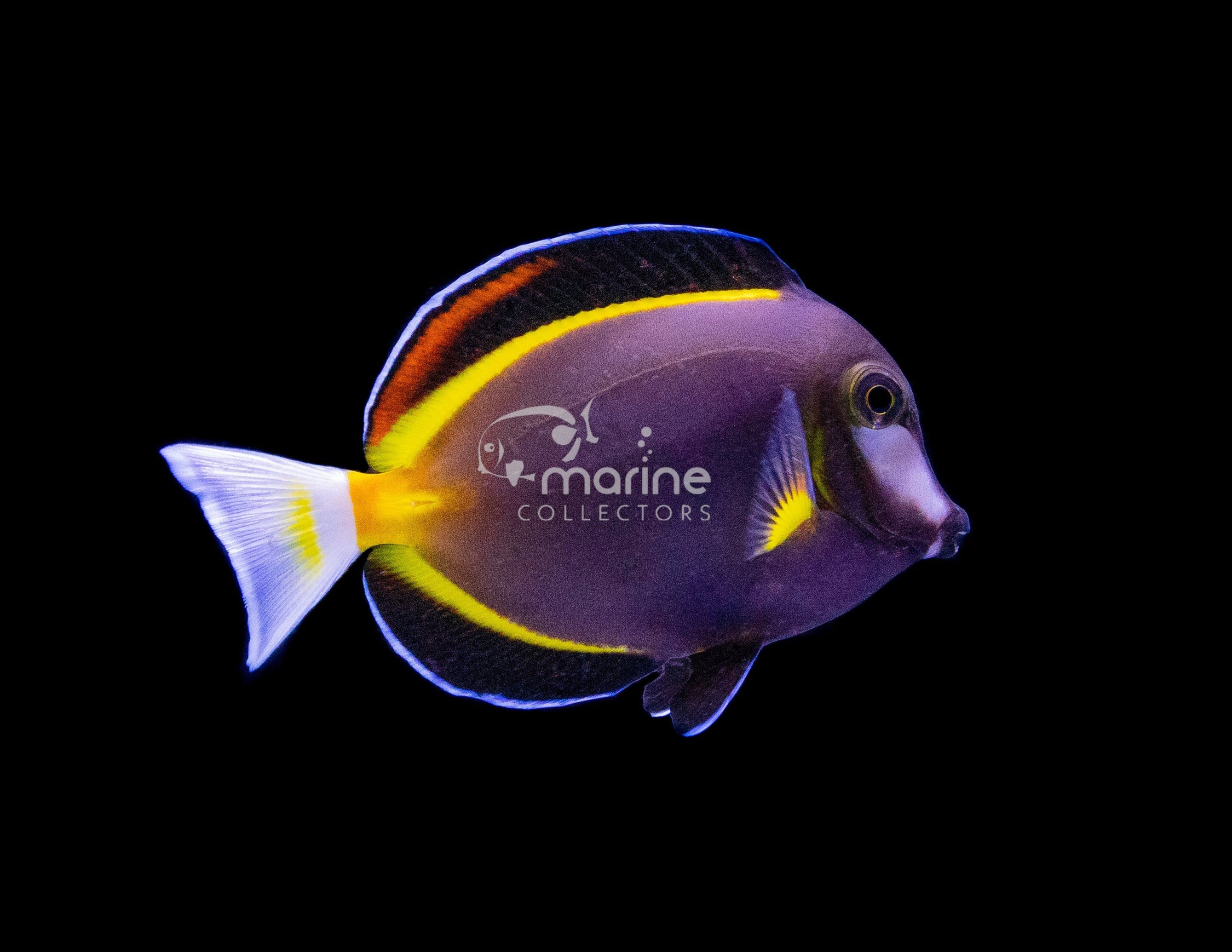 Tangs/Surgeonfish for Sale – Marine Collectors