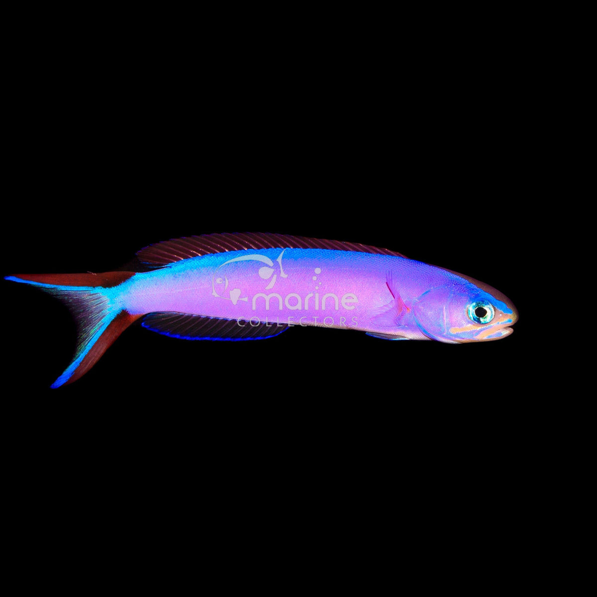 Purple Tilefish - Saltwater Fish – Marine Collectors