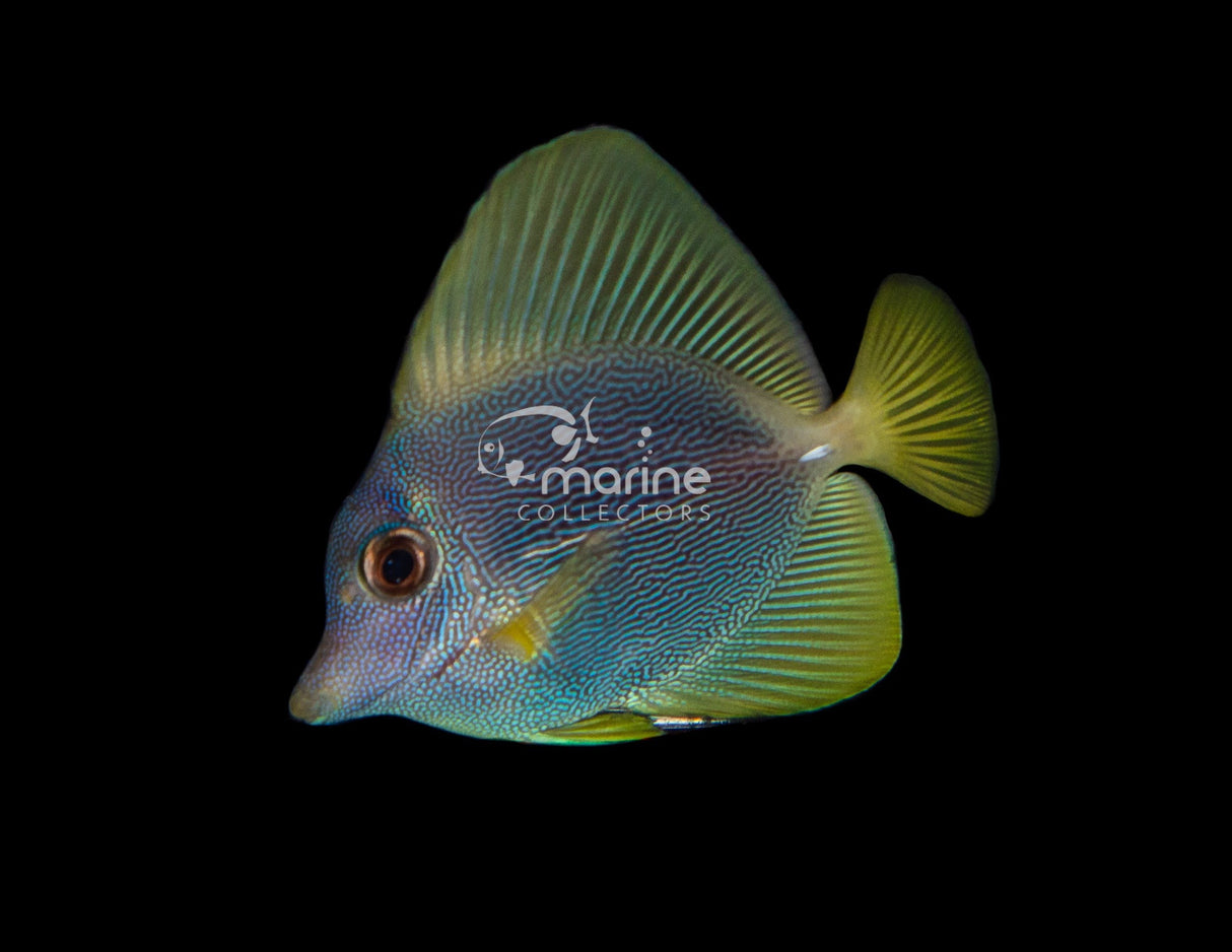 Purple x Yellow Tang Hybrid - Saltwater Fish – Marine Collectors