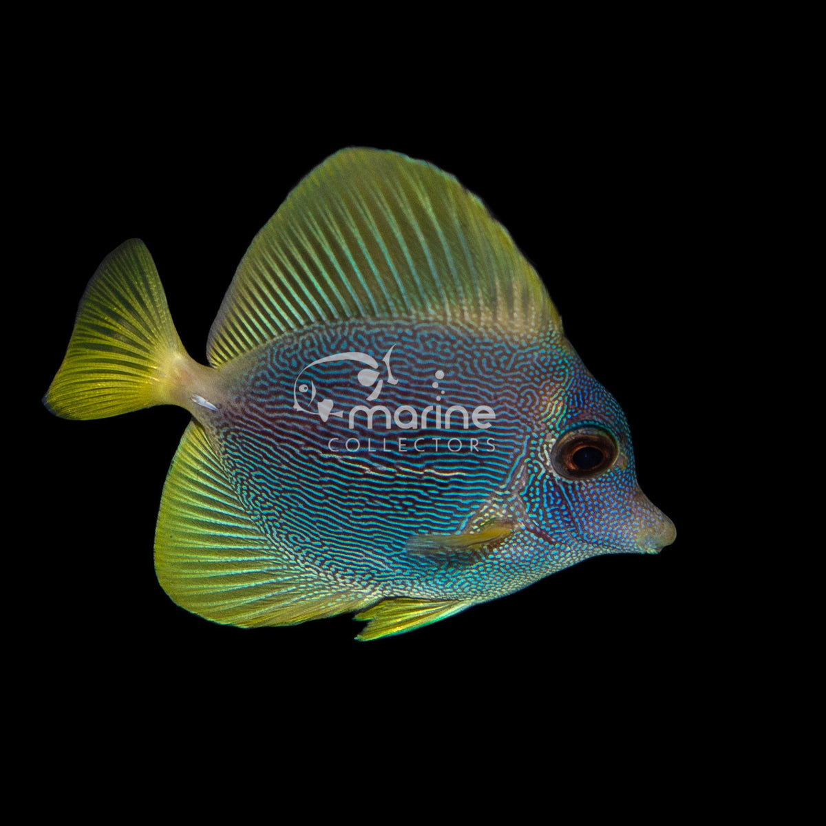 Purple x Yellow Tang Hybrid - Saltwater Fish – Marine Collectors
