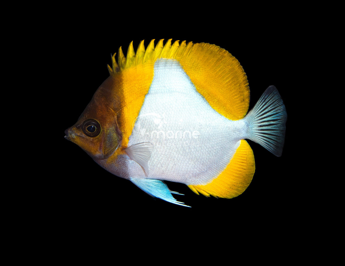 Signature Fish – Marine Collectors