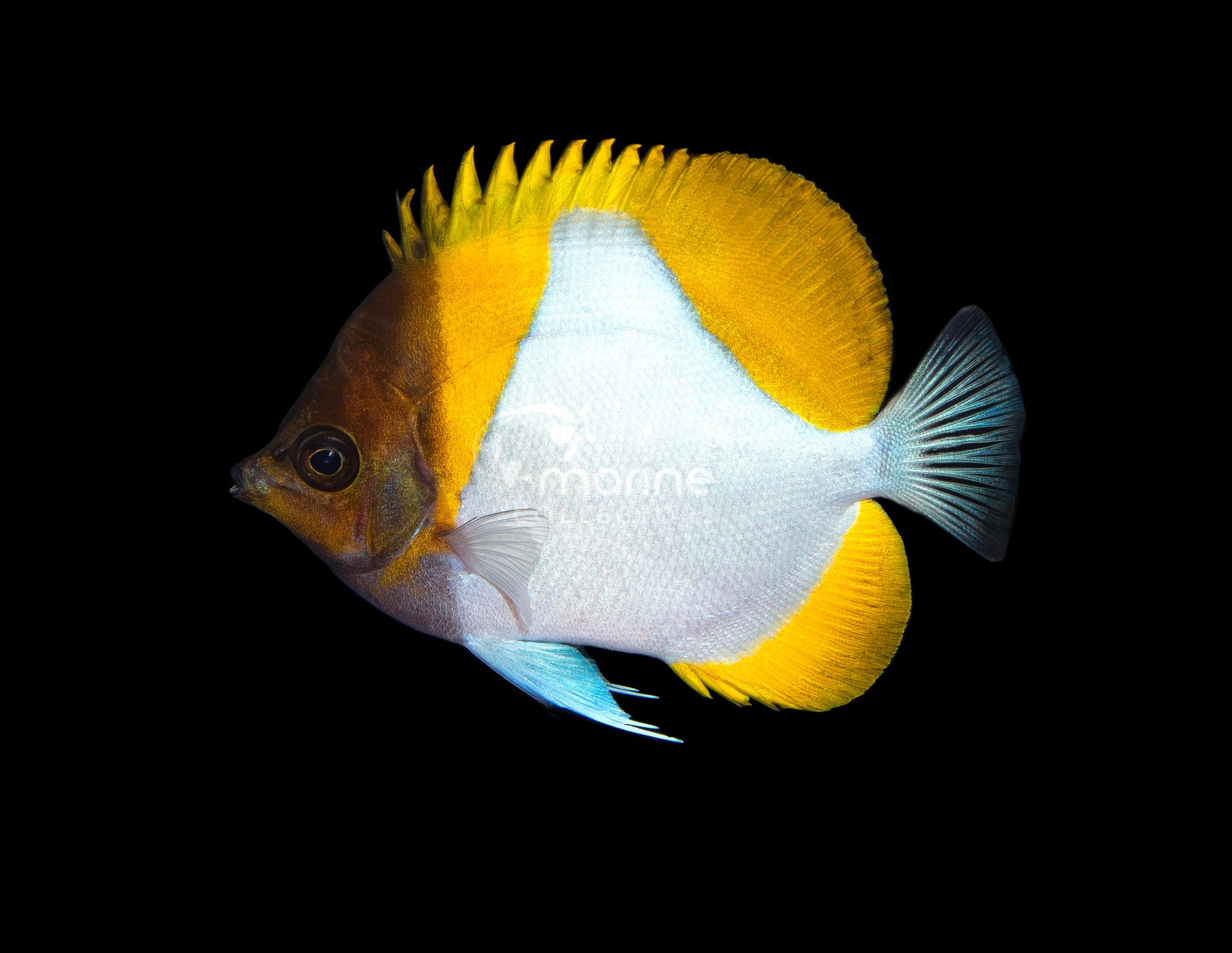 Signature Fish – Marine Collectors