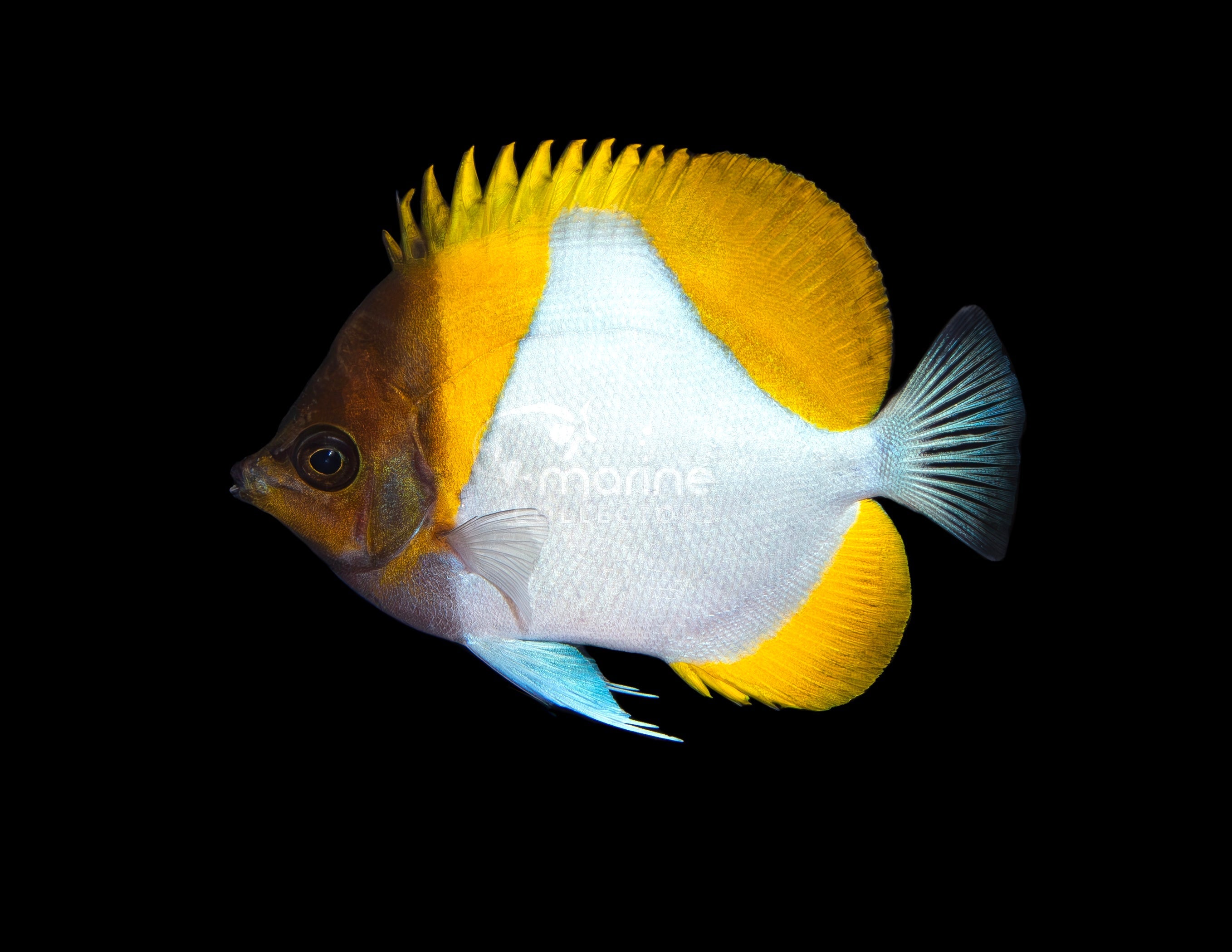 Butterflyfish – Marine Collectors