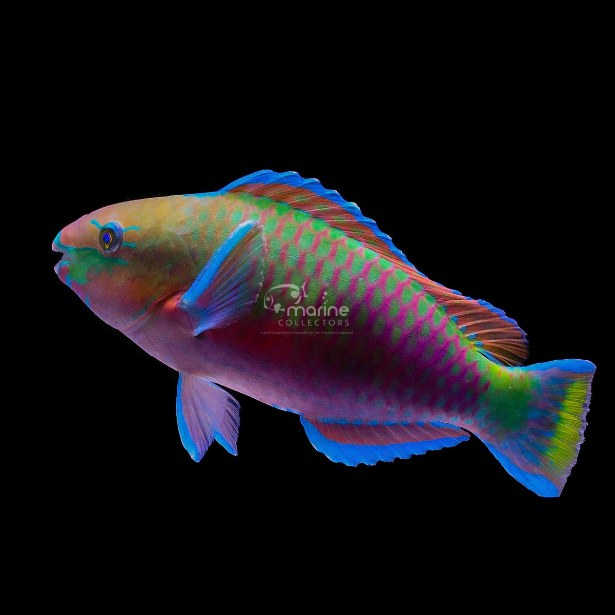 Quoyi Parrotfish - Saltwater Fish – Marine Collectors