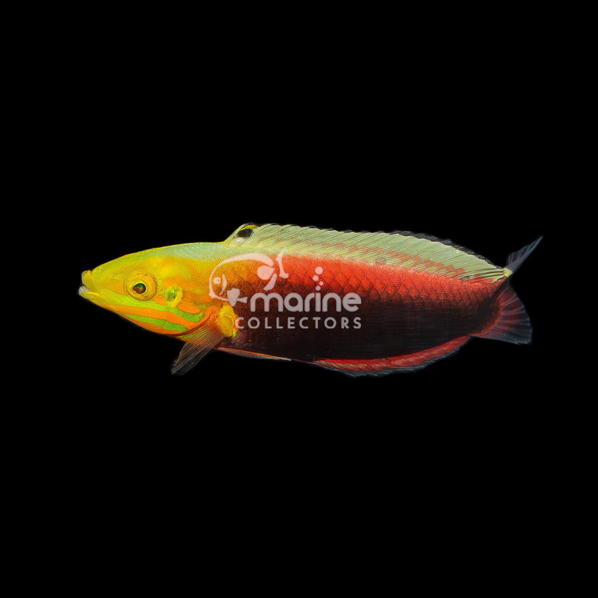 Orange Back Fairy Wrasse | Saltwater Fish – Marine Collectors