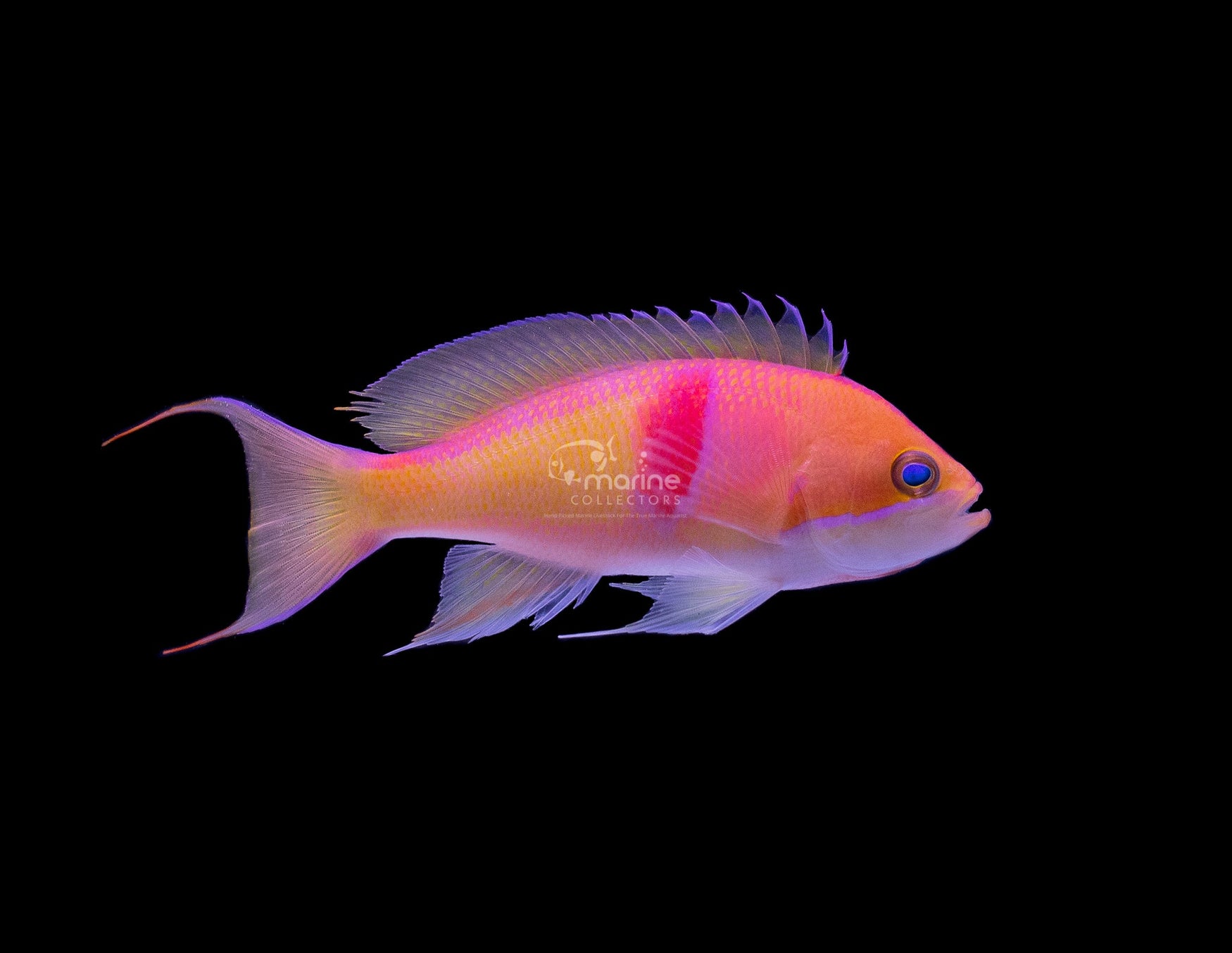 Anthias – Marine Collectors