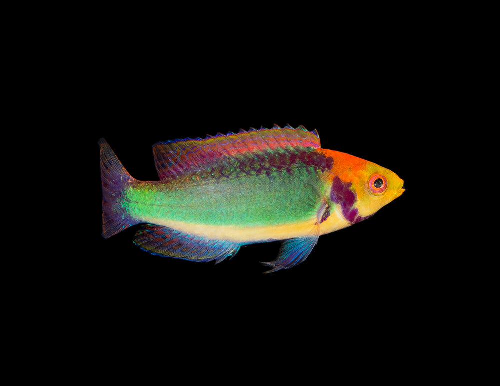 Signature Fish – Marine Collectors