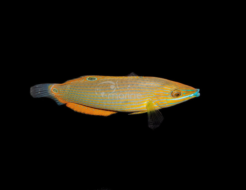 Signature Fish – Marine Collectors