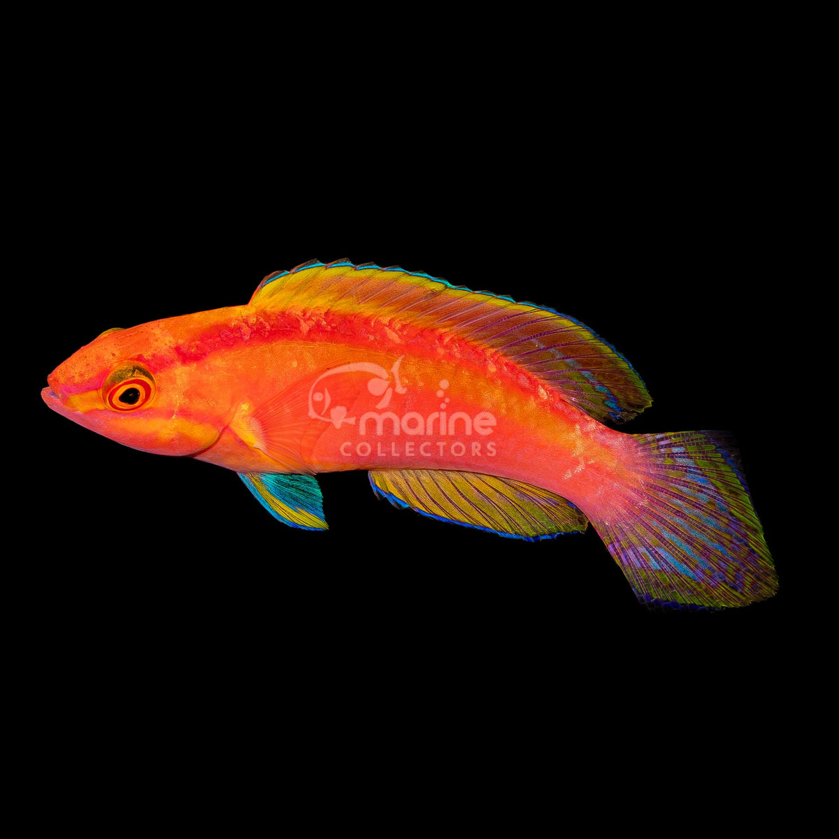 Rose Band Fairy Wrasse - Saltwater Fish – Marine Collectors