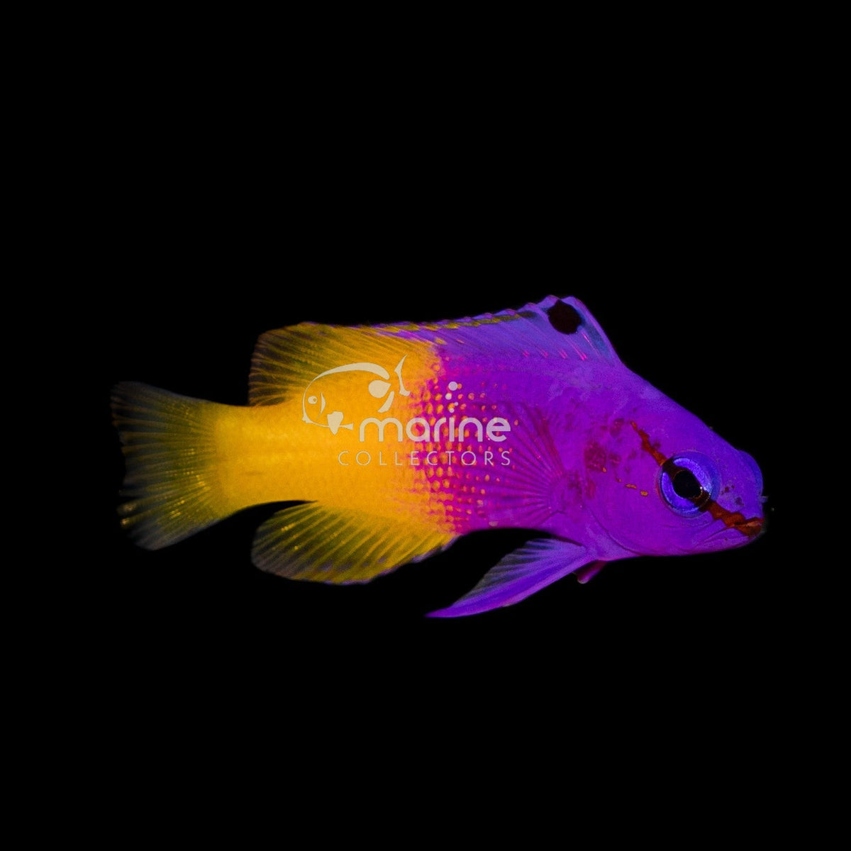 Royal Gramma Basslet - Saltwater Fish – Marine Collectors