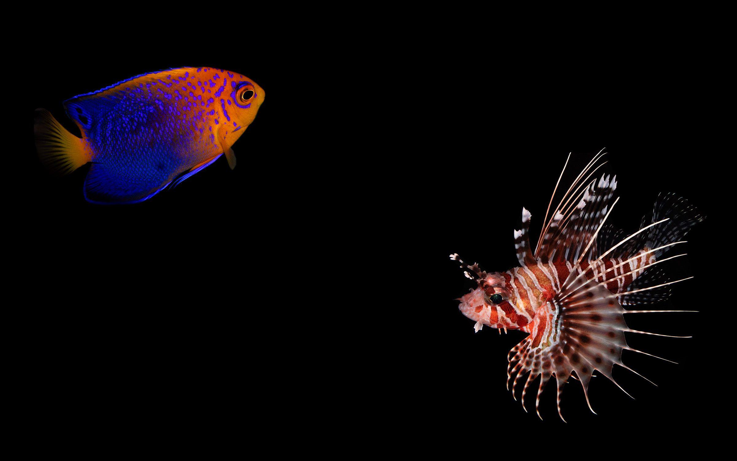 Saltwater Fish for Sale | Buy Marine Aquarium Fish | Marine Collectors