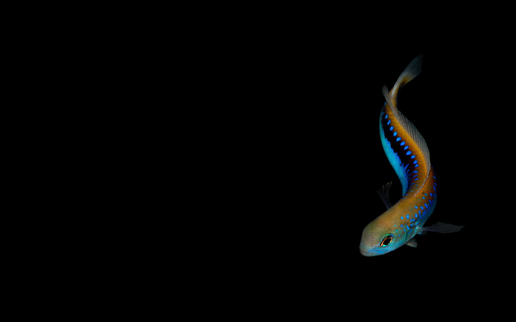 Saltwater Fish for Sale | Buy Marine Aquarium Fish | Marine Collectors