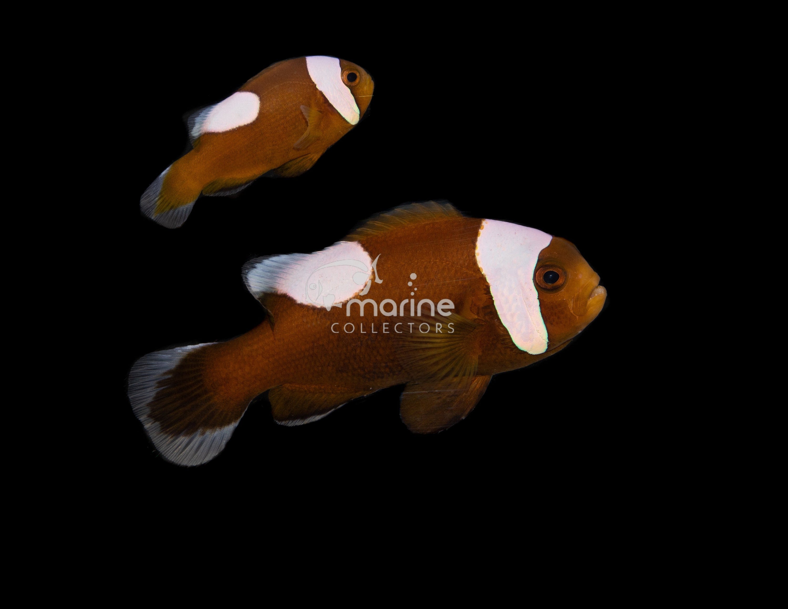 Clownfish – Marine Collectors