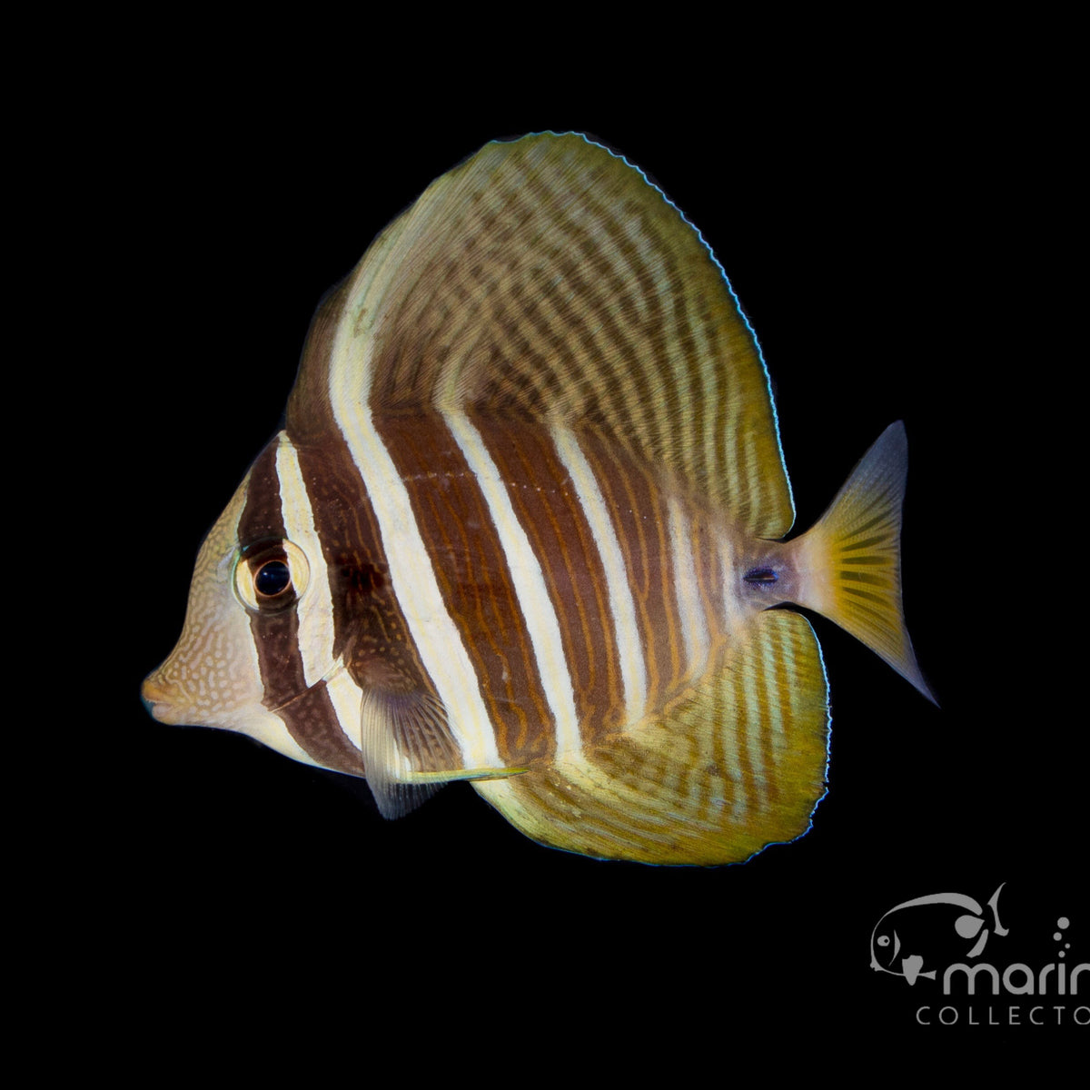 Sailfin Tang - Saltwater Fish – Marine Collectors