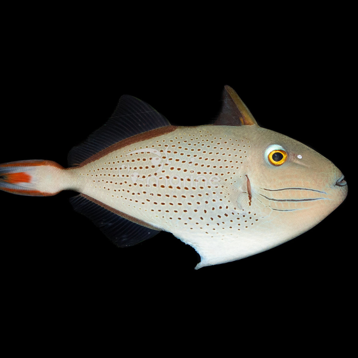 Sargassum Triggerfish - Saltwater Fish – Marine Collectors