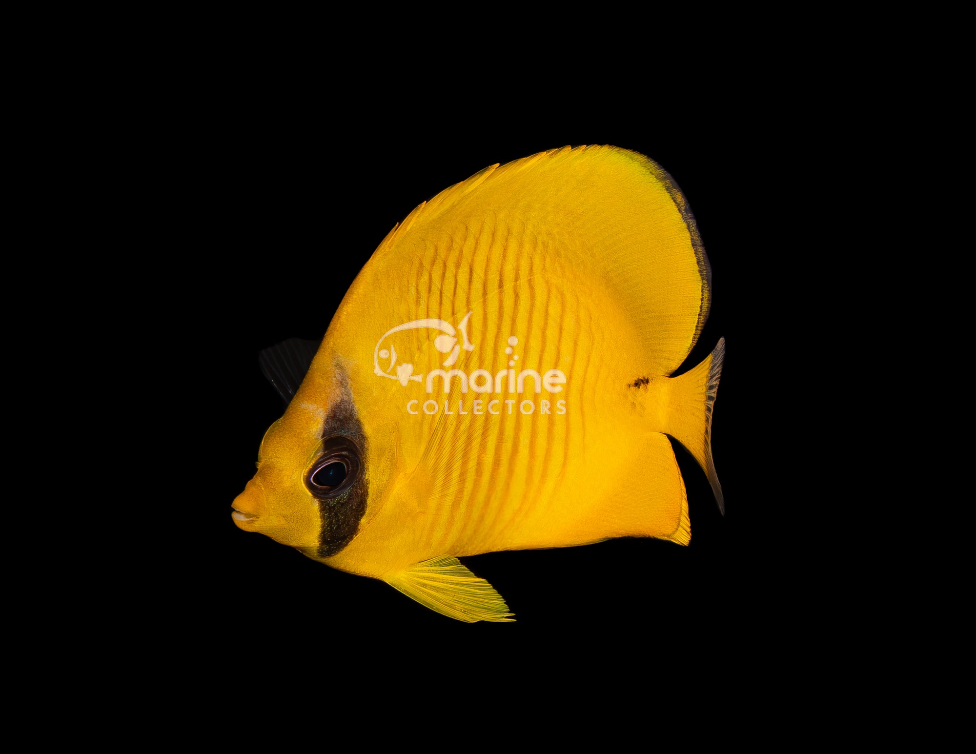 Collectors Chamber - Rare Saltwater Fish and Marine Pets – Tagged "CC ...