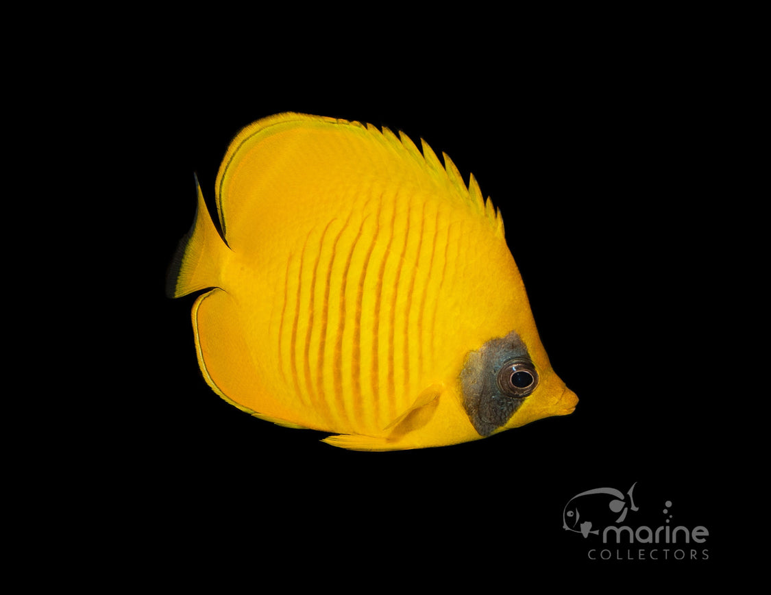 Signature Fish – Marine Collectors