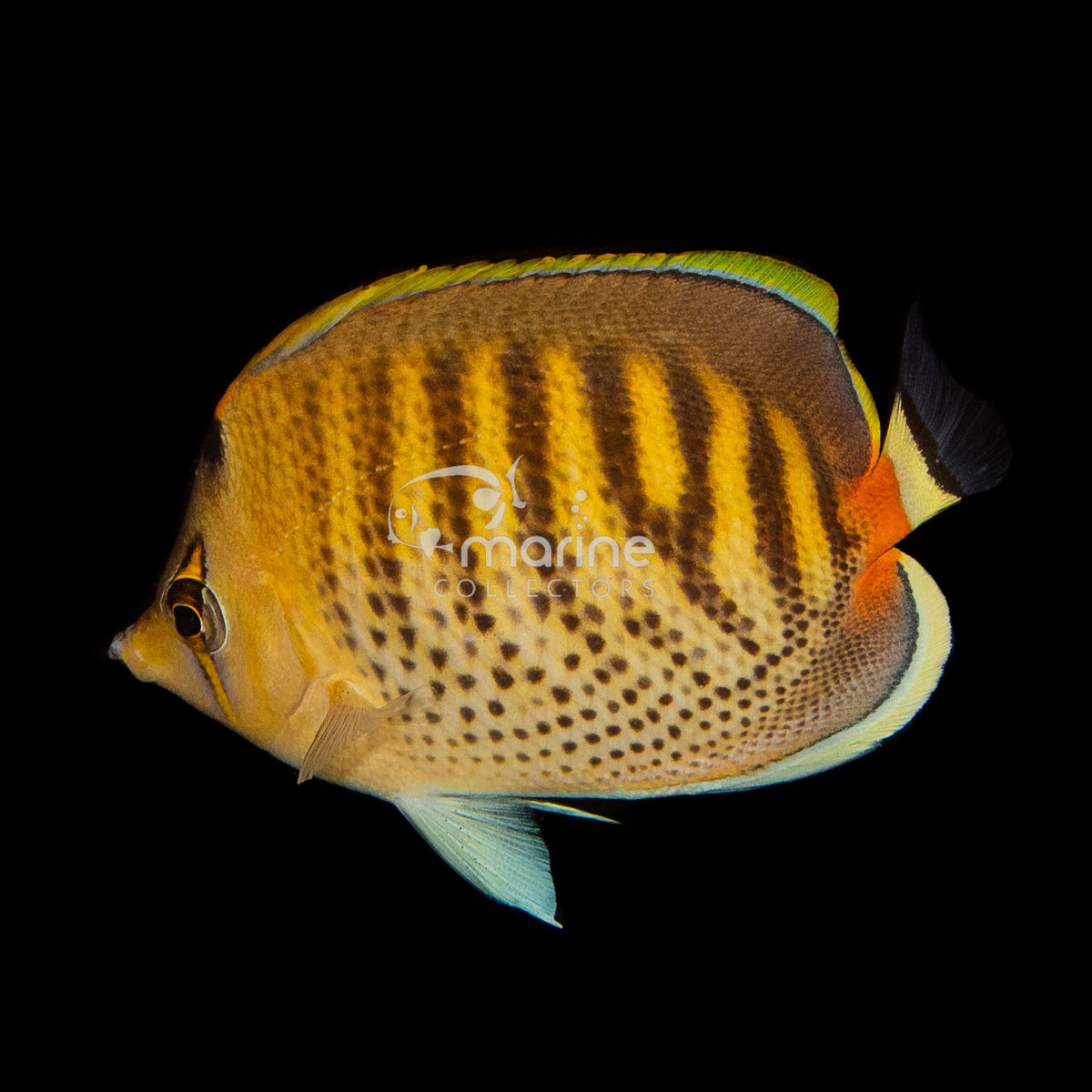Spot Band Butterflyfish - Saltwater Fish – Marine Collectors