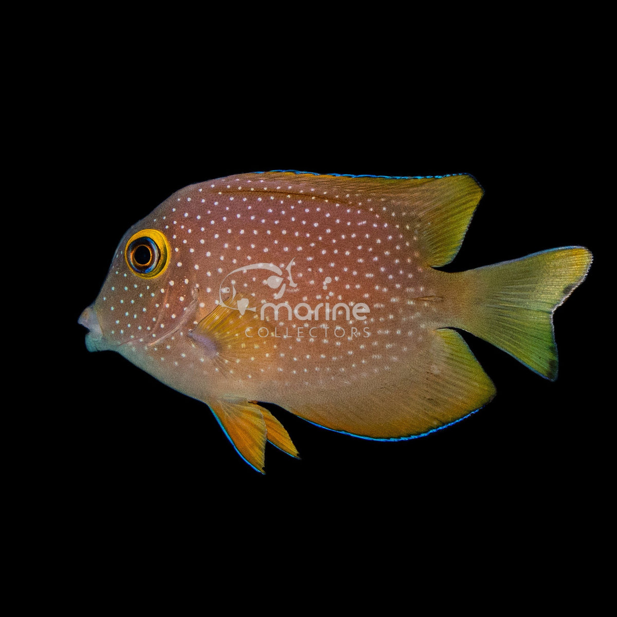 Square Tail Tang - Saltwater Fish – Marine Collectors