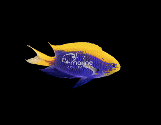 Starcki Damsel - Saltwater Fish – Marine Collectors