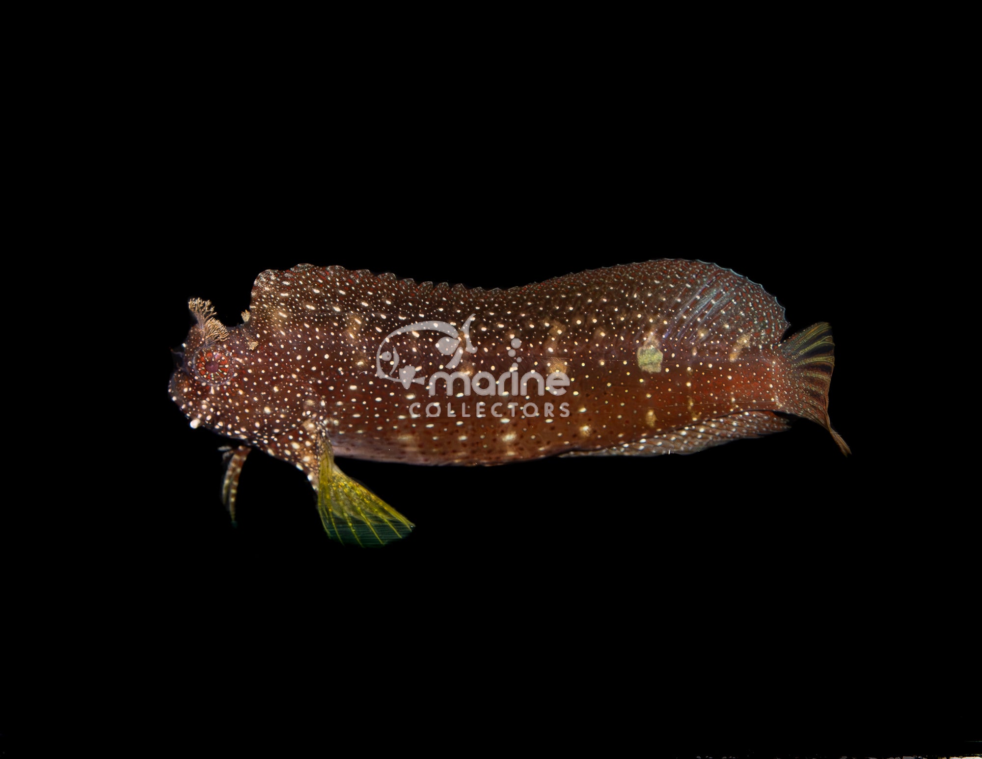 Blennies – Marine Collectors