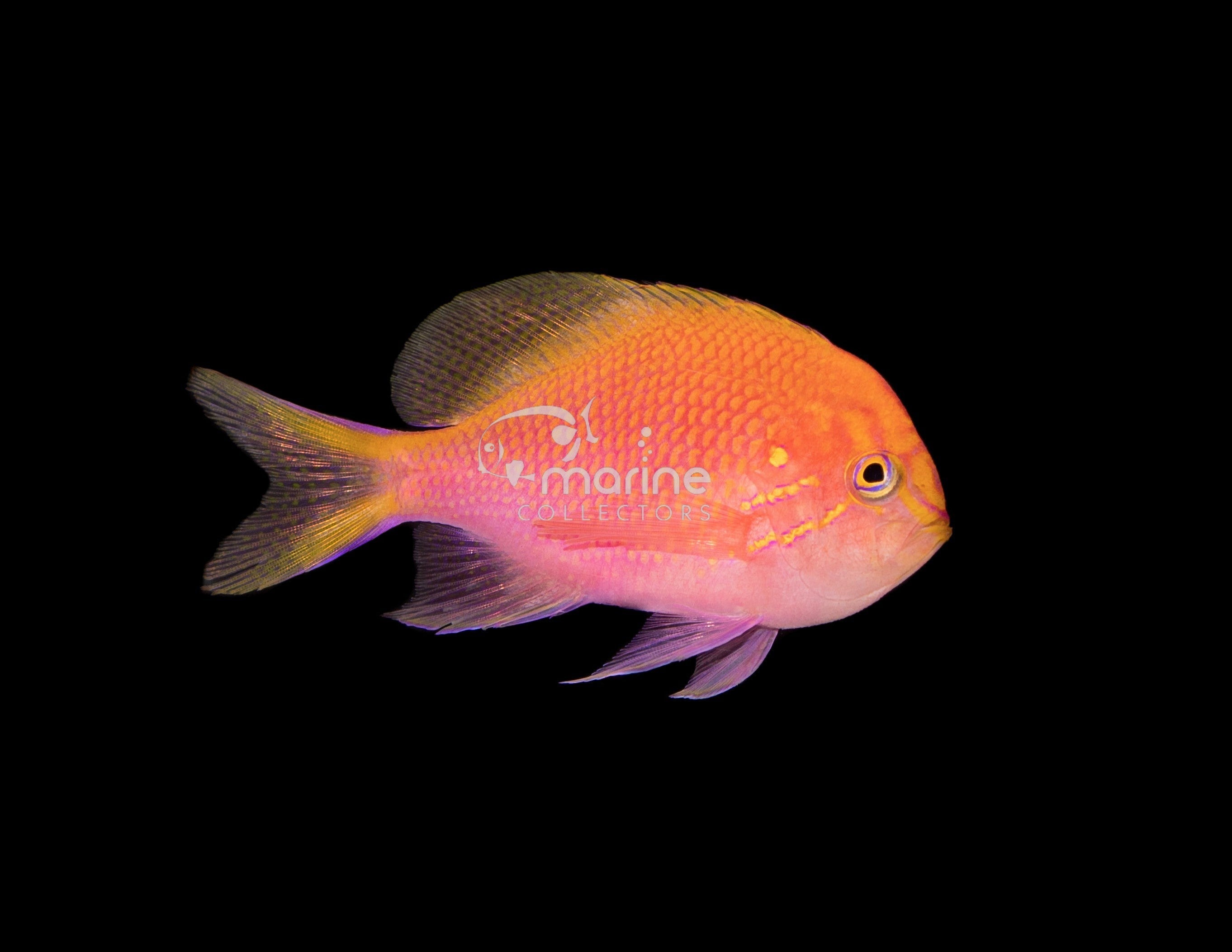 Anthias – Marine Collectors