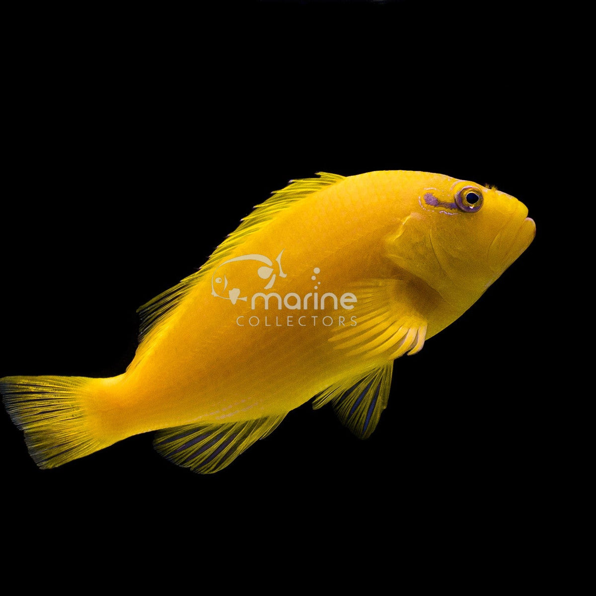 Tahitian Golden Hawkfish - Saltwater Fish – Marine Collectors