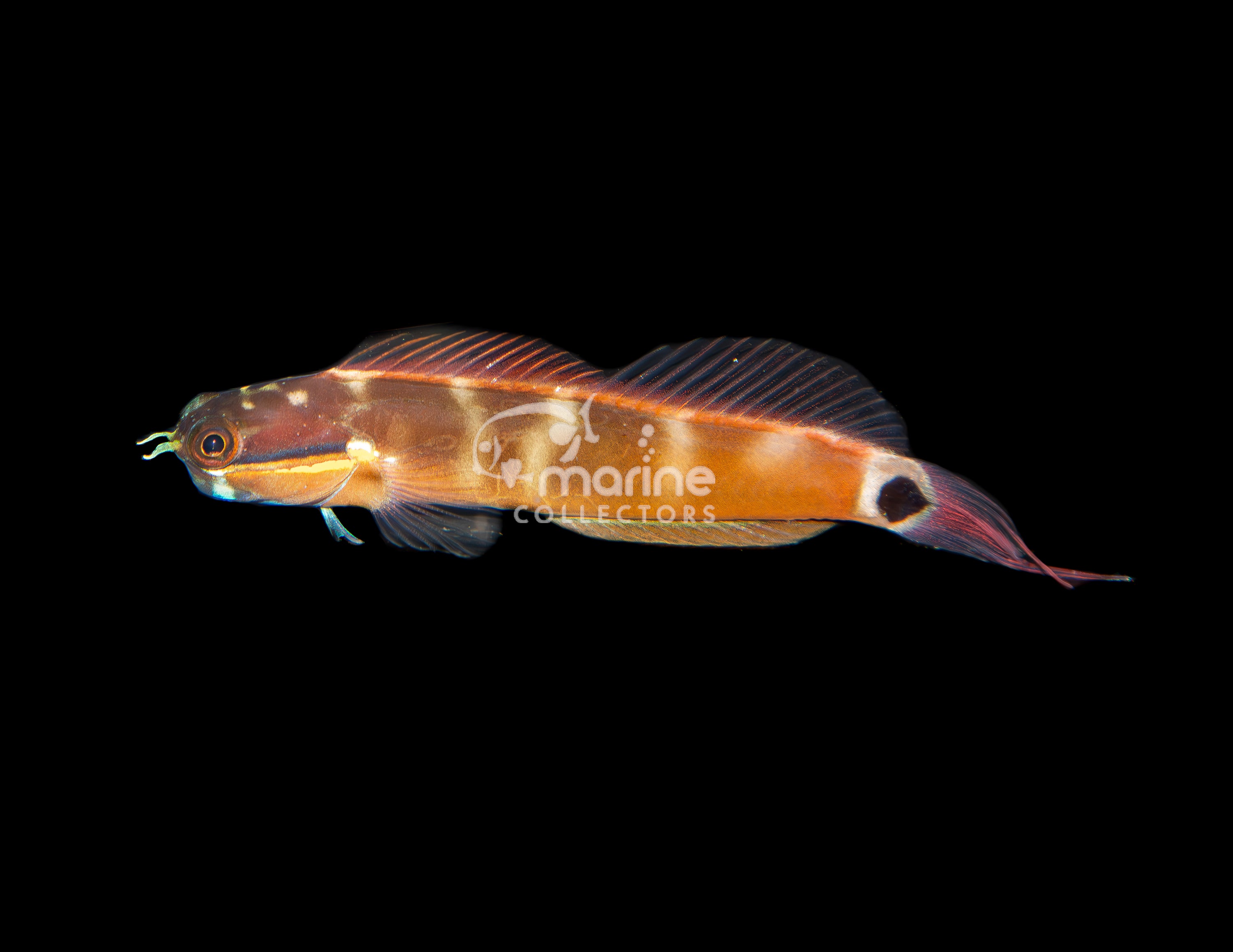 Blennies – Marine Collectors