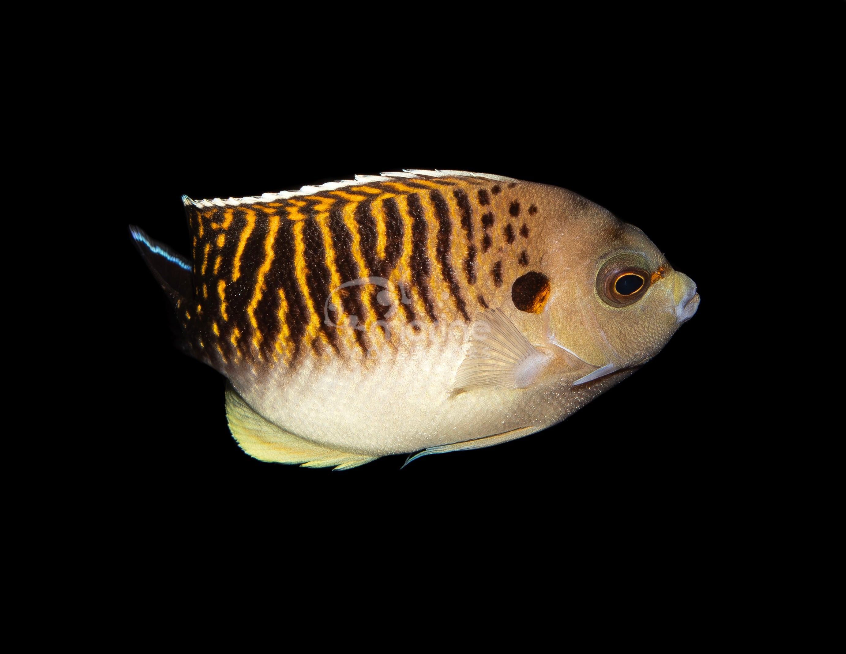 Sale! – Marine Collectors
