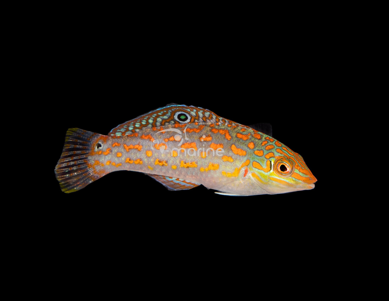 Wrasses – Marine Collectors