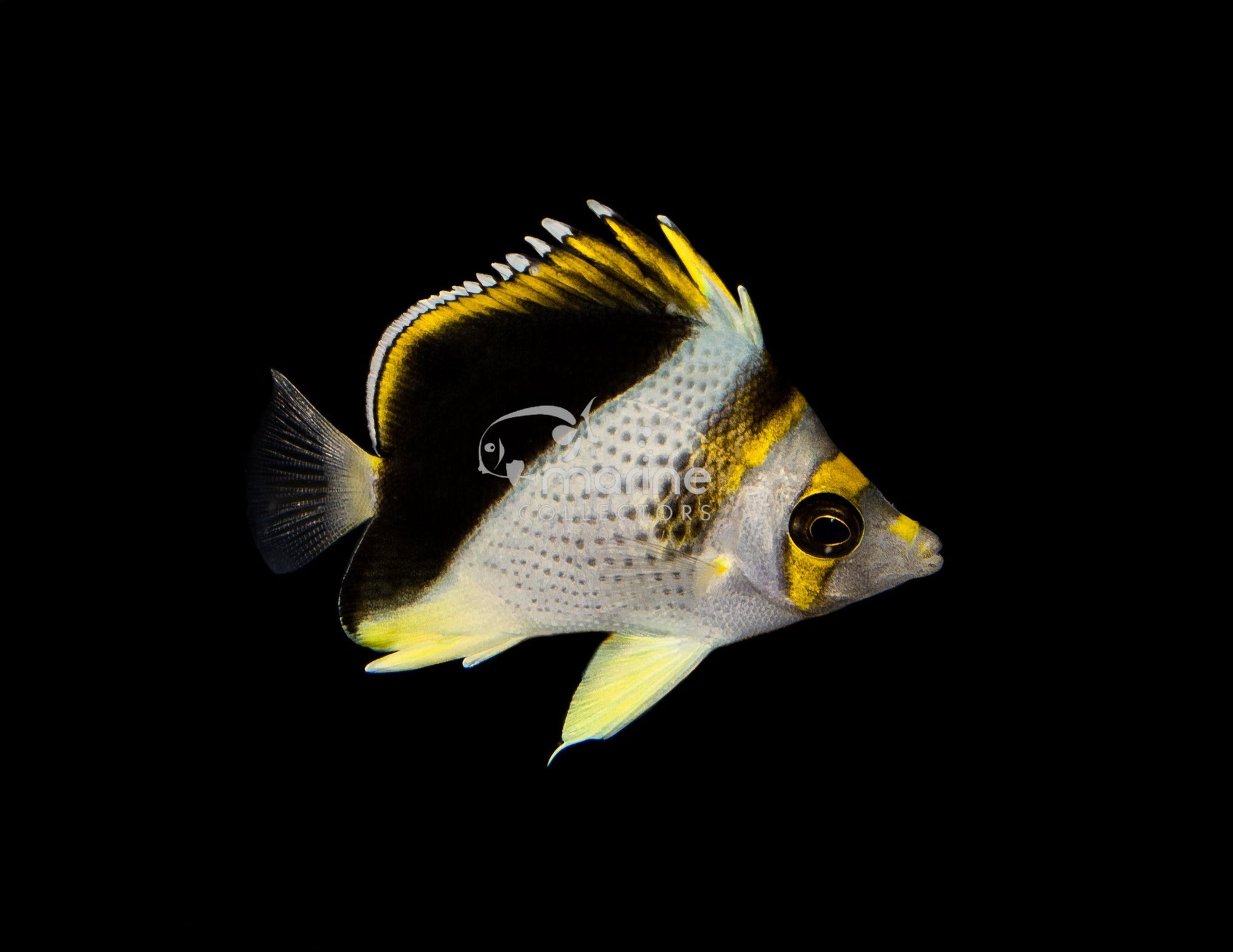 Butterflyfish – Marine Collectors