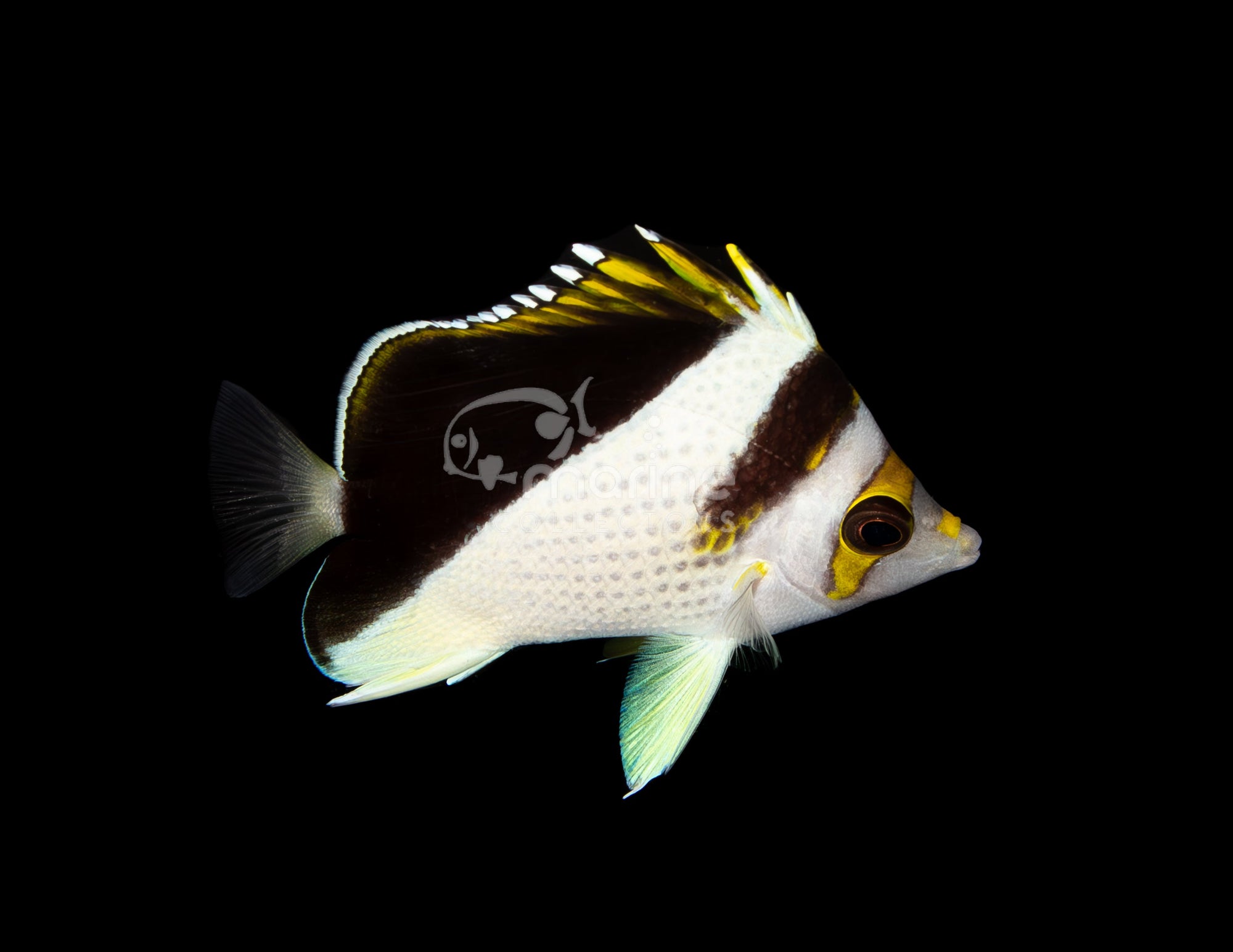 Butterflyfish – Marine Collectors