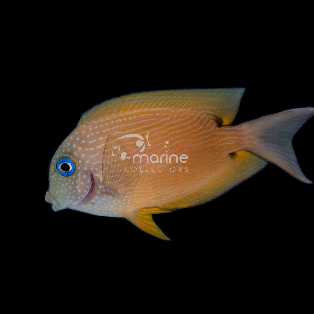 Two Spot Tang - Saltwater Fish – Marine Collectors