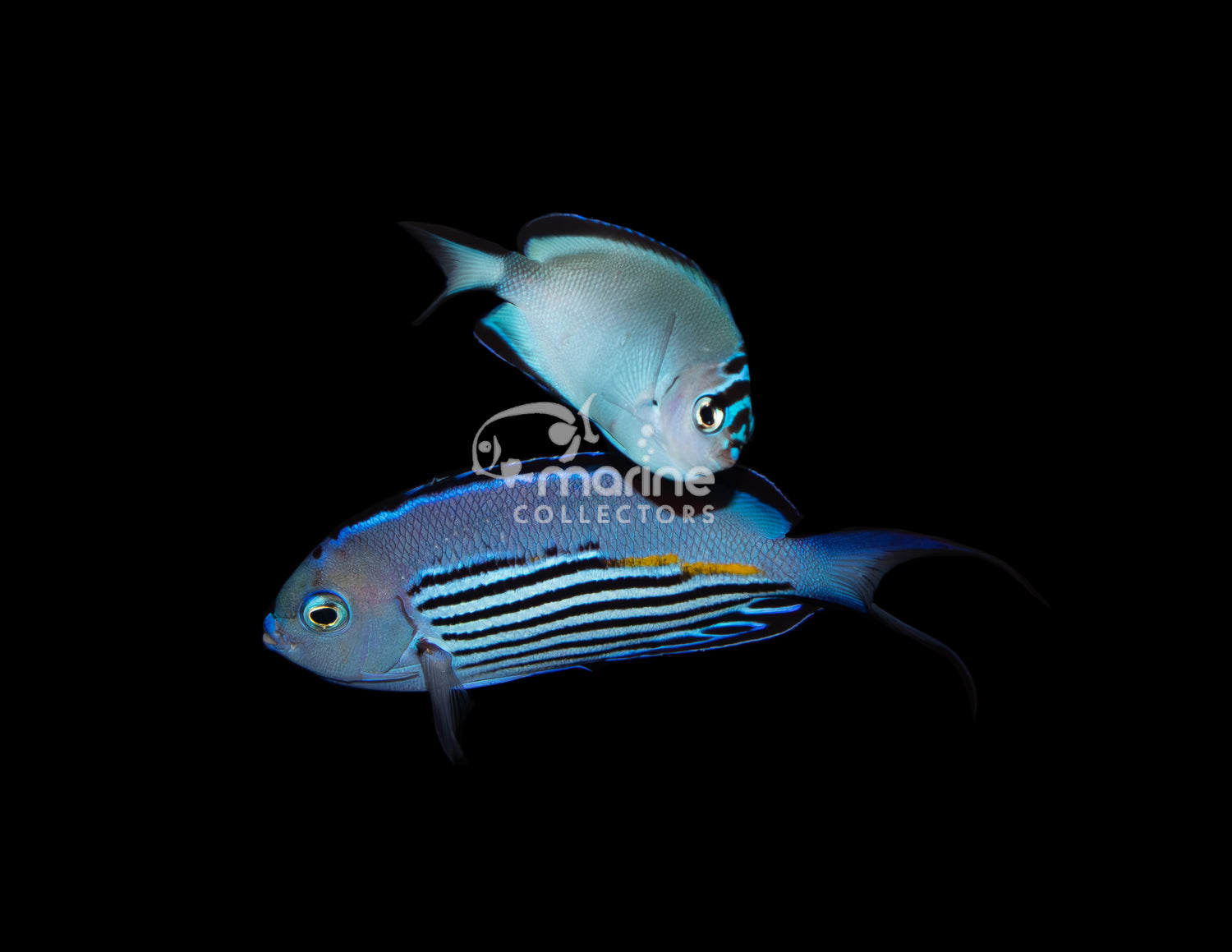 Collectors Chamber - Rare Saltwater Fish and Marine Pets – Tagged "CC ...