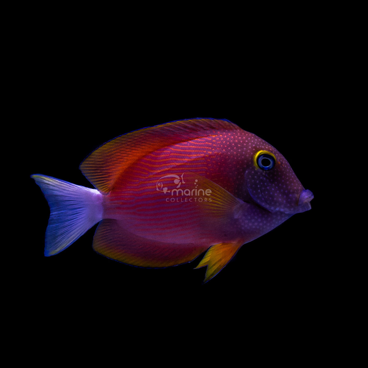 Bristletooth Genus Tangs – Marine Collectors