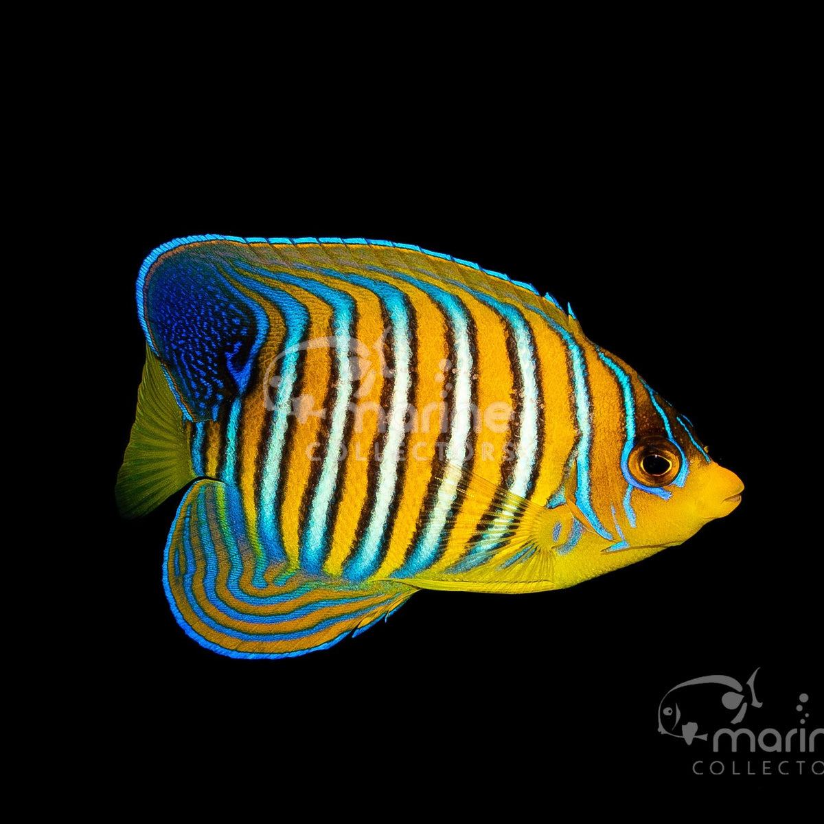 Yellow Belly Regal Angelfish - Saltwater Fish Shop | Marine Aquariums ...