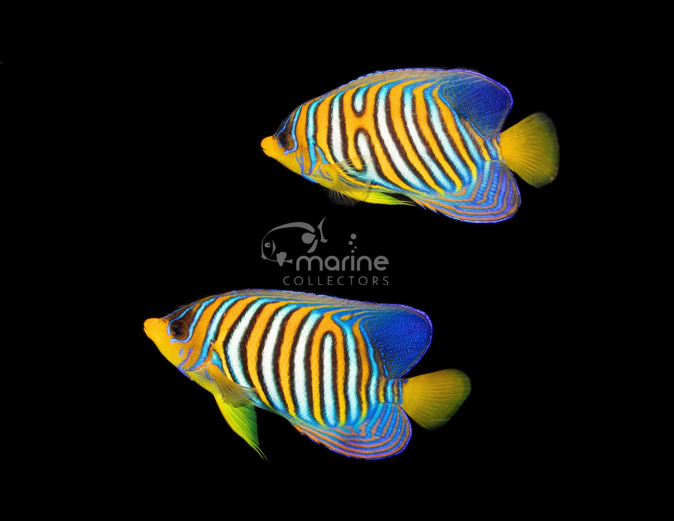 Signature Fish – Marine Collectors