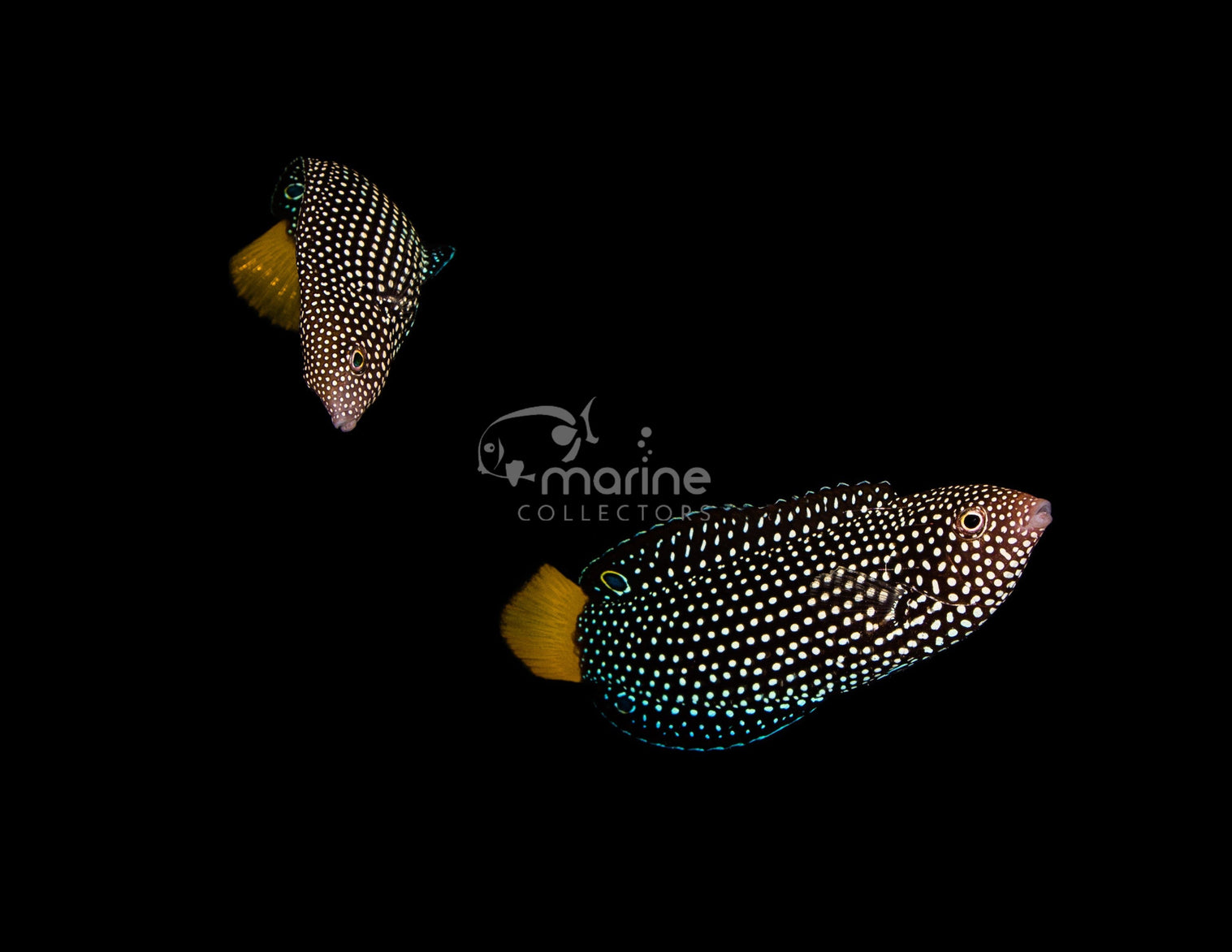 Yellow Tail Tamarin Wrasse – Marine Collectors