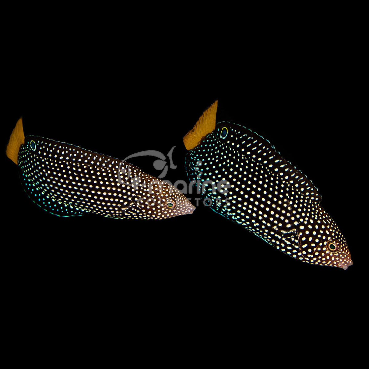 Yellow Tail Tamarin Wrasse – Marine Collectors