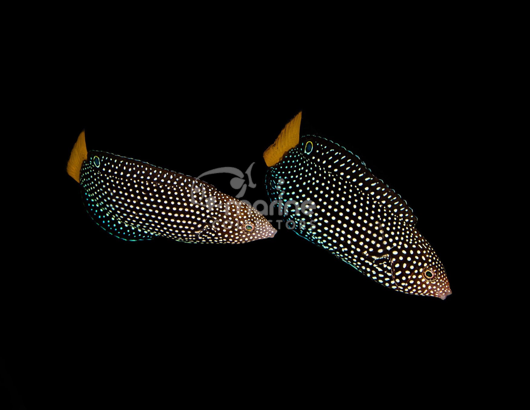 Signature Fish – Marine Collectors