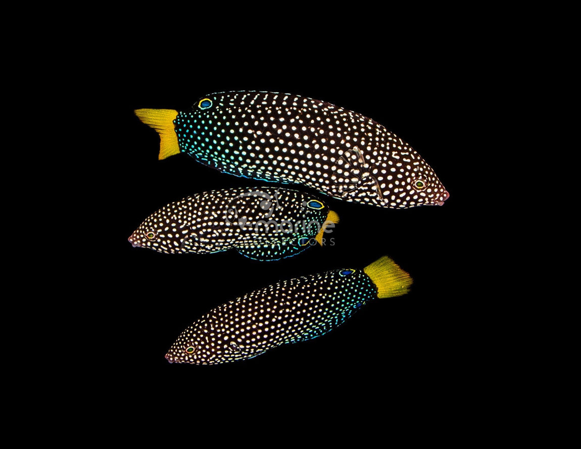 Signature Fish – Marine Collectors