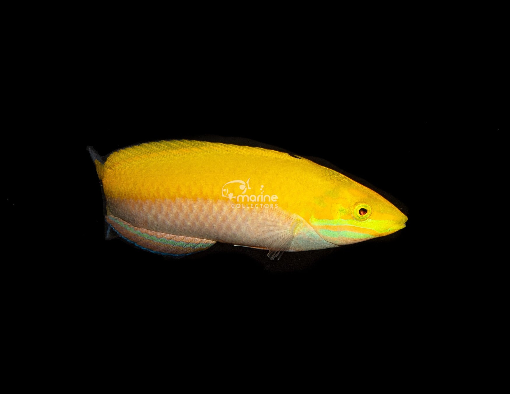 Wrasses – Marine Collectors