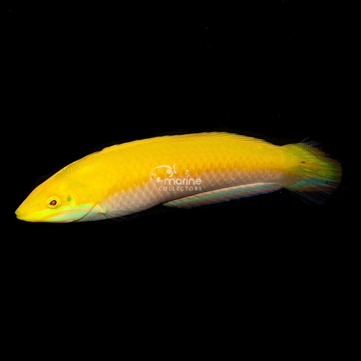 Yellow/Purple Coris Wrasse - Saltwater Fish – Marine Collectors