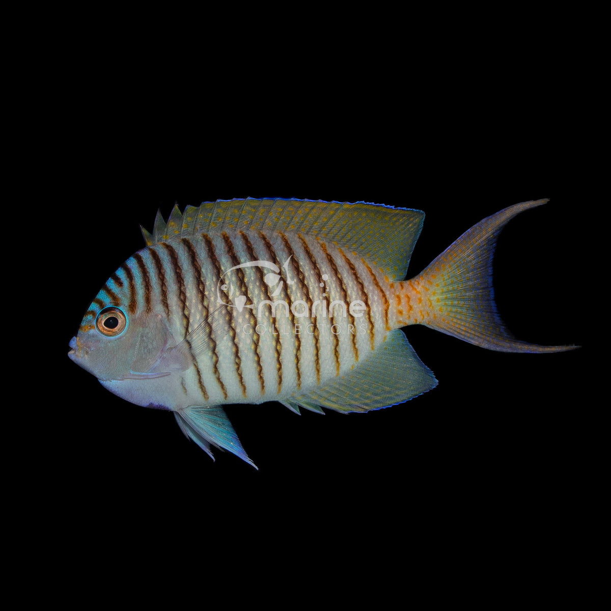 Zebra Swallowtail Angelfish - Saltwater Fish – Marine Collectors