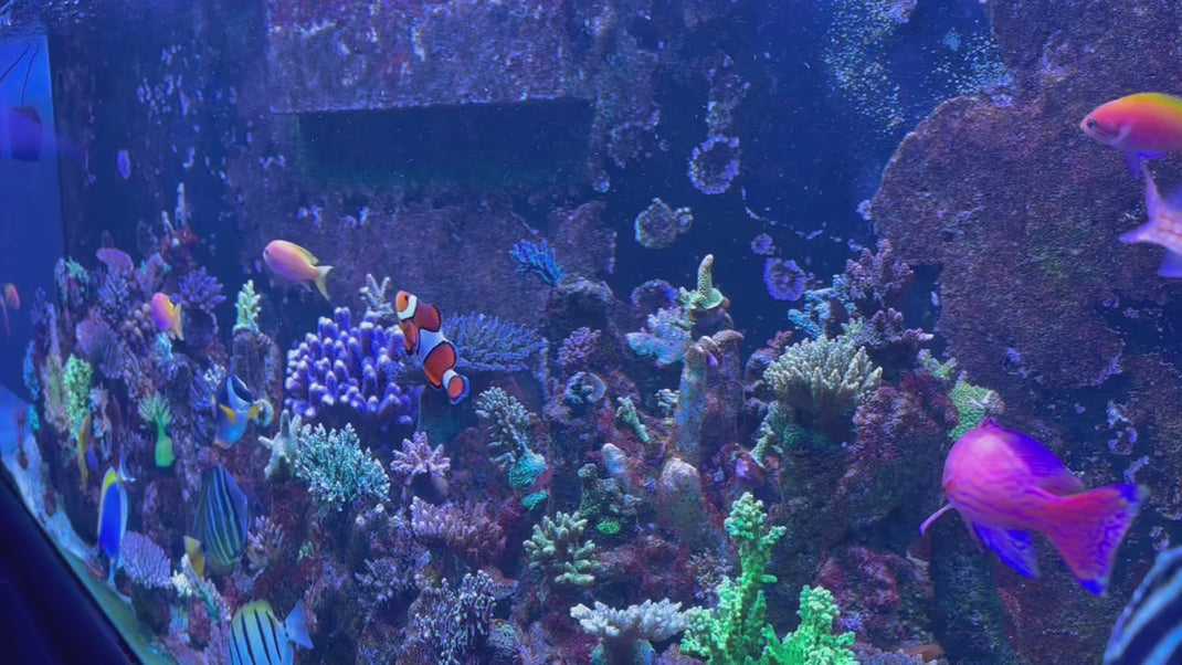 Saltwater Fish for Sale | Buy Marine Aquarium Fish | Marine Collectors